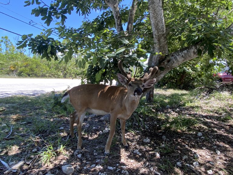 Key West and The Florida Keys Vacation Guide - Go Eat Give